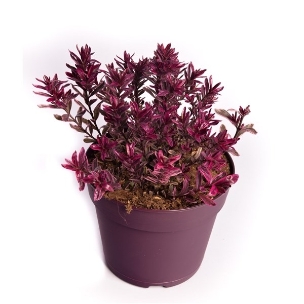hebe 'frozen flame' - Tuincentrum Pelckmans