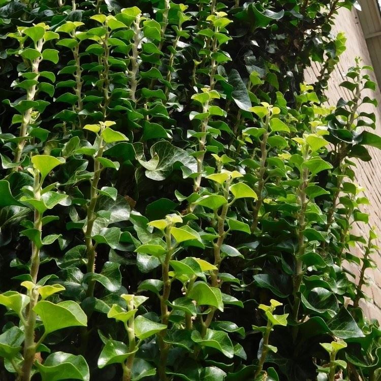 hedera helix 'erecta' - Tuincentrum Pelckmans