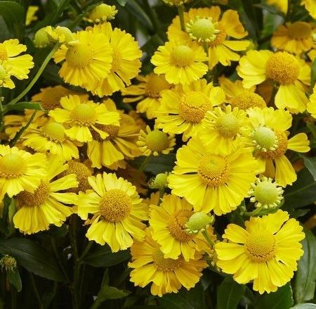 helenium 'lemon sundae' - Tuincentrum Pelckmans