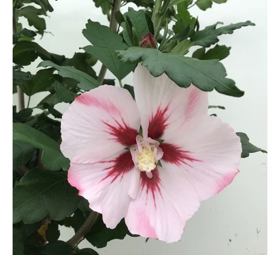 Hibiscus Syriacus Hamabo Tuincentrum Pelckmans