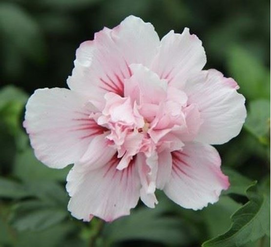 Hibiscus Syriacus Lady Stanley Tuincentrum Pelckmans