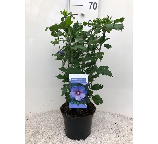 Hibiscus Syriacus Oiseau Bleu Tuincentrum Pelckmans