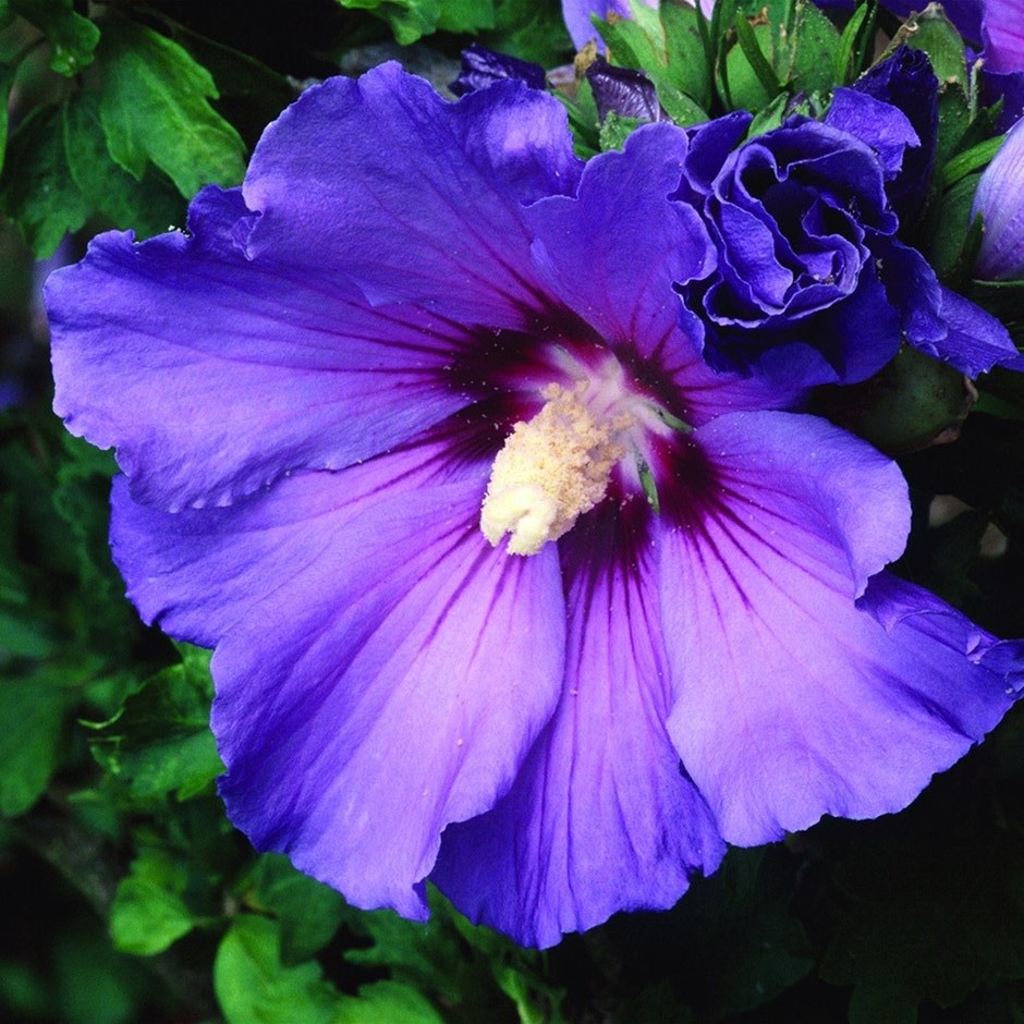 Hibiscus Syriacus Oiseau Bleu Tuincentrum Pelckmans