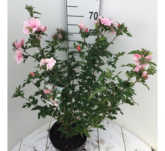 Hibiscus Syriacus Pink Chiffon® Tuincentrum Pelckmans