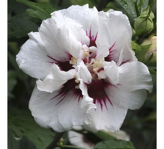 Hibiscus Syriacus Speciosus Tuincentrum Pelckmans