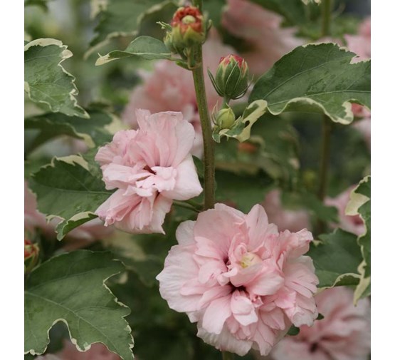 Hibiscus Syriacus Sugar Tip® Tuincentrum Pelckmans