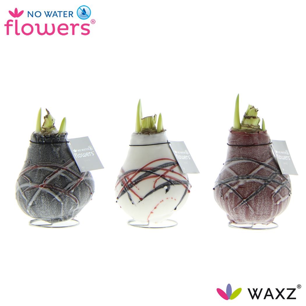 hippeastrum of amaryllis no water flowers® art van gogh - Tuincentrum ...
