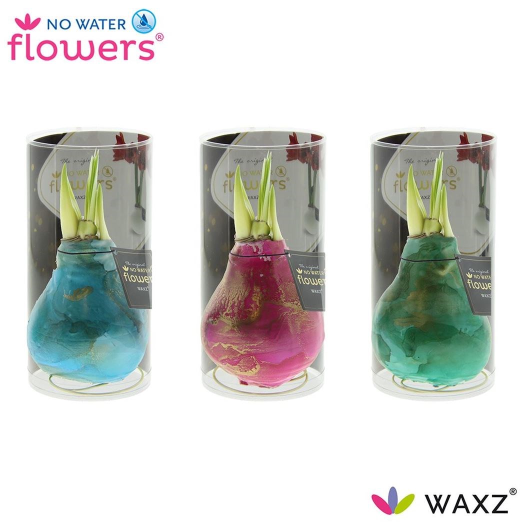 hippeastrum of amaryllis no water flowers® univerz saturn in koker ...