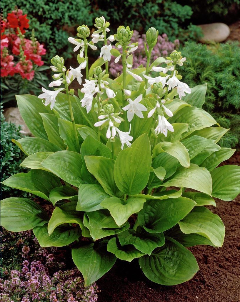 hosta 'royal standard' - Tuincentrum Pelckmans