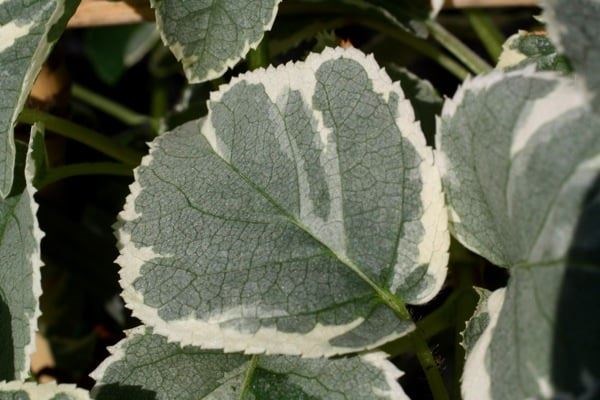 hydrangea silver lining