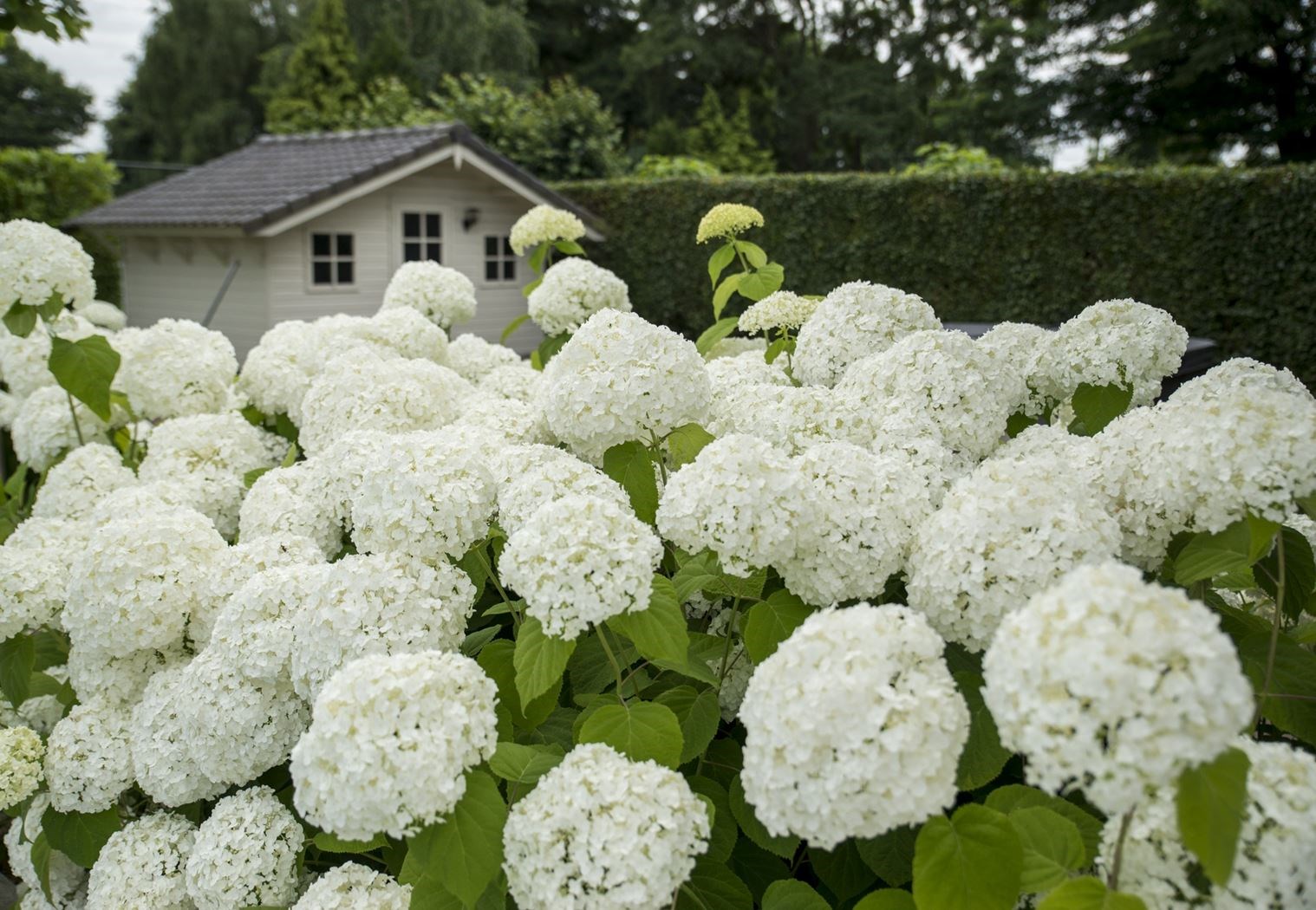 hydrangea arborescens 'strong annabelle'® - Tuincentrum Pelckmans