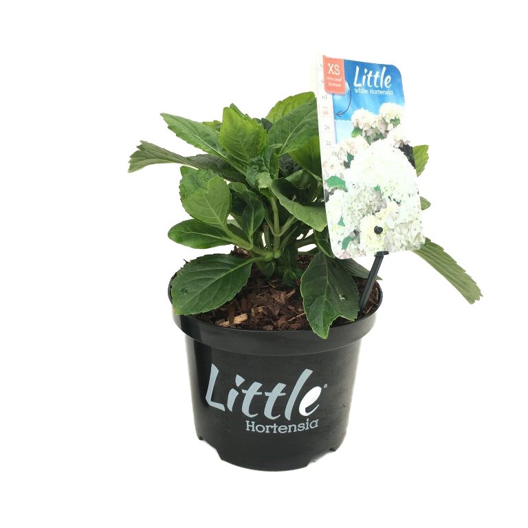 hydrangea macrophylla 'little white' - Tuincentrum Pelckmans