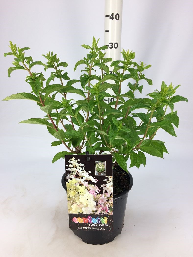 hydrangea paniculata confetti
