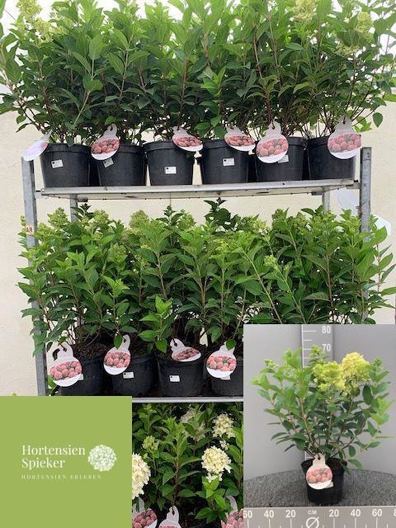 hydrangea paniculata 'magical candle'® - Tuincentrum Pelckmans