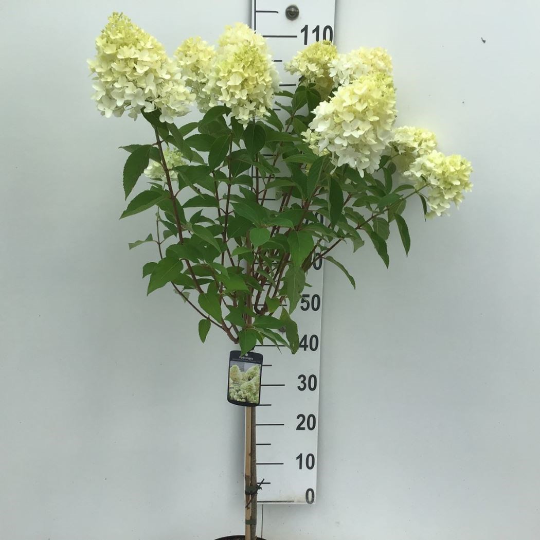 hydrangea paniculata skyfall