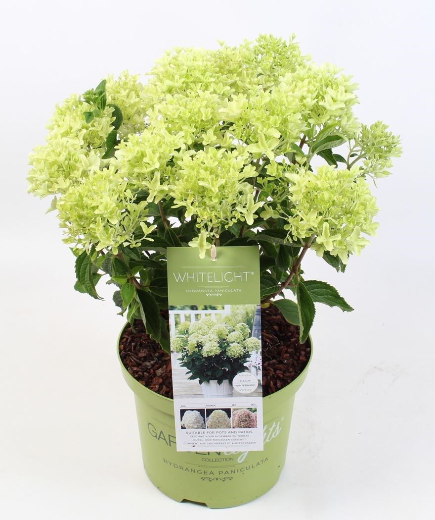 hydrangea paniculata 'whitelight'® - Tuincentrum Pelckmans