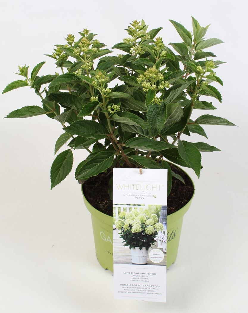 hydrangea paniculata 'whitelight'® - Tuincentrum Pelckmans