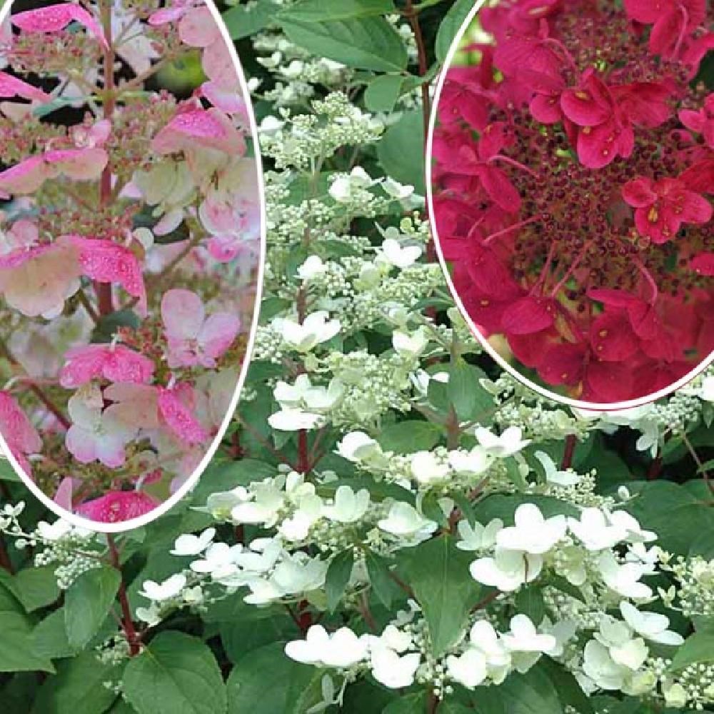 hydrangea paniculata wims red