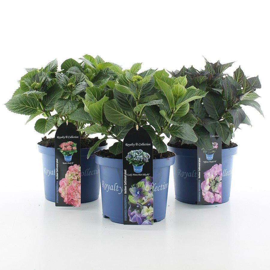 hydrangea royalty collection in soorten - Tuincentrum Pelckmans