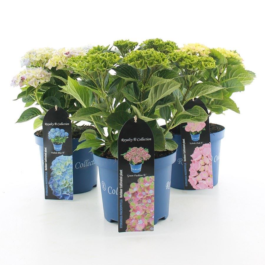 hydrangea royalty collection in soorten - Tuincentrum Pelckmans