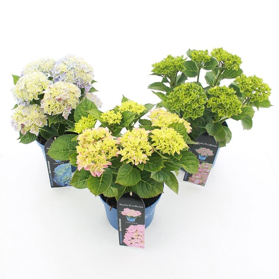 hydrangea royalty collection in soorten - Tuincentrum Pelckmans