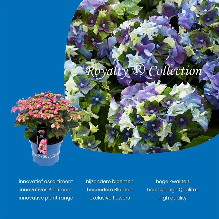 hydrangea royalty collection in soorten - Tuincentrum Pelckmans
