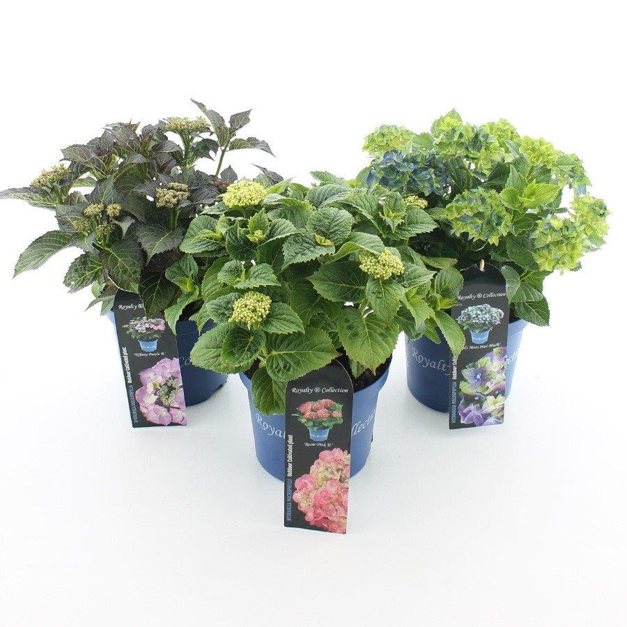 hydrangea royalty collection in soorten - Tuincentrum Pelckmans