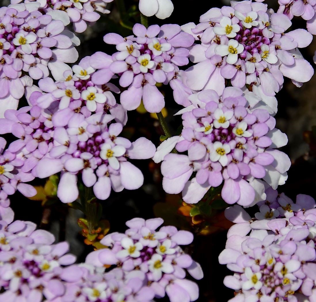 iberis sempervirens 'pink ice' - Tuincentrum Pelckmans