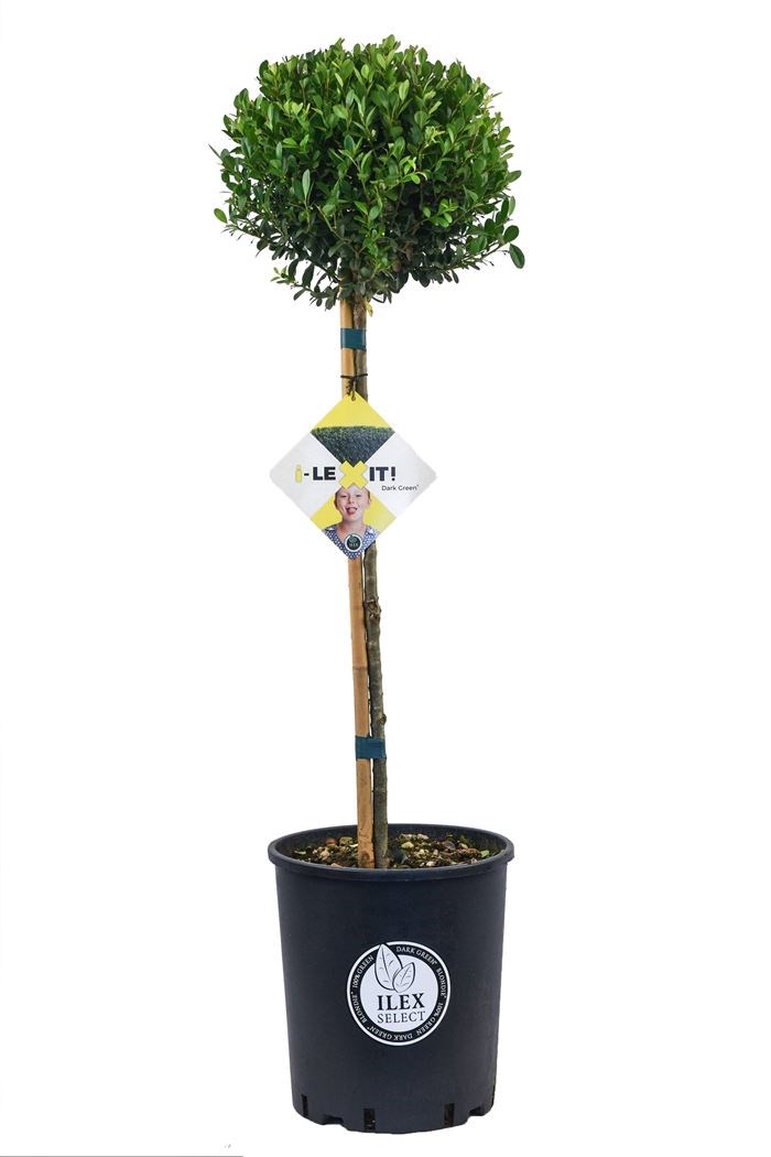 ilex crenata 'dark green'® bol op stam - Tuincentrum Pelckmans