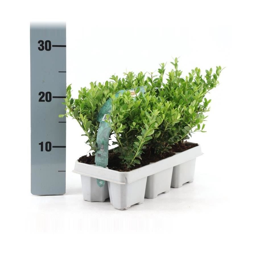 ilex crenata 'jenny'® (6sts) - Tuincentrum Pelckmans