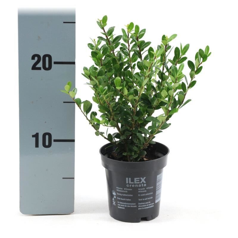 ilex crenata 'jenny'® - Tuincentrum Pelckmans