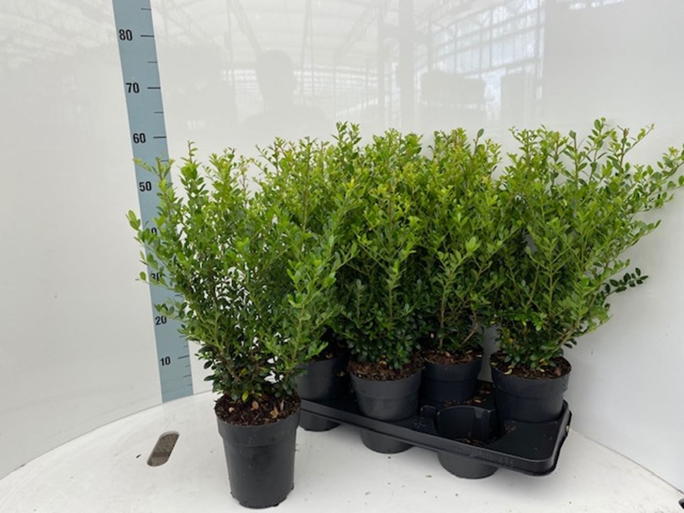 ilex crenata 'luxus'® hedge - Tuincentrum Pelckmans