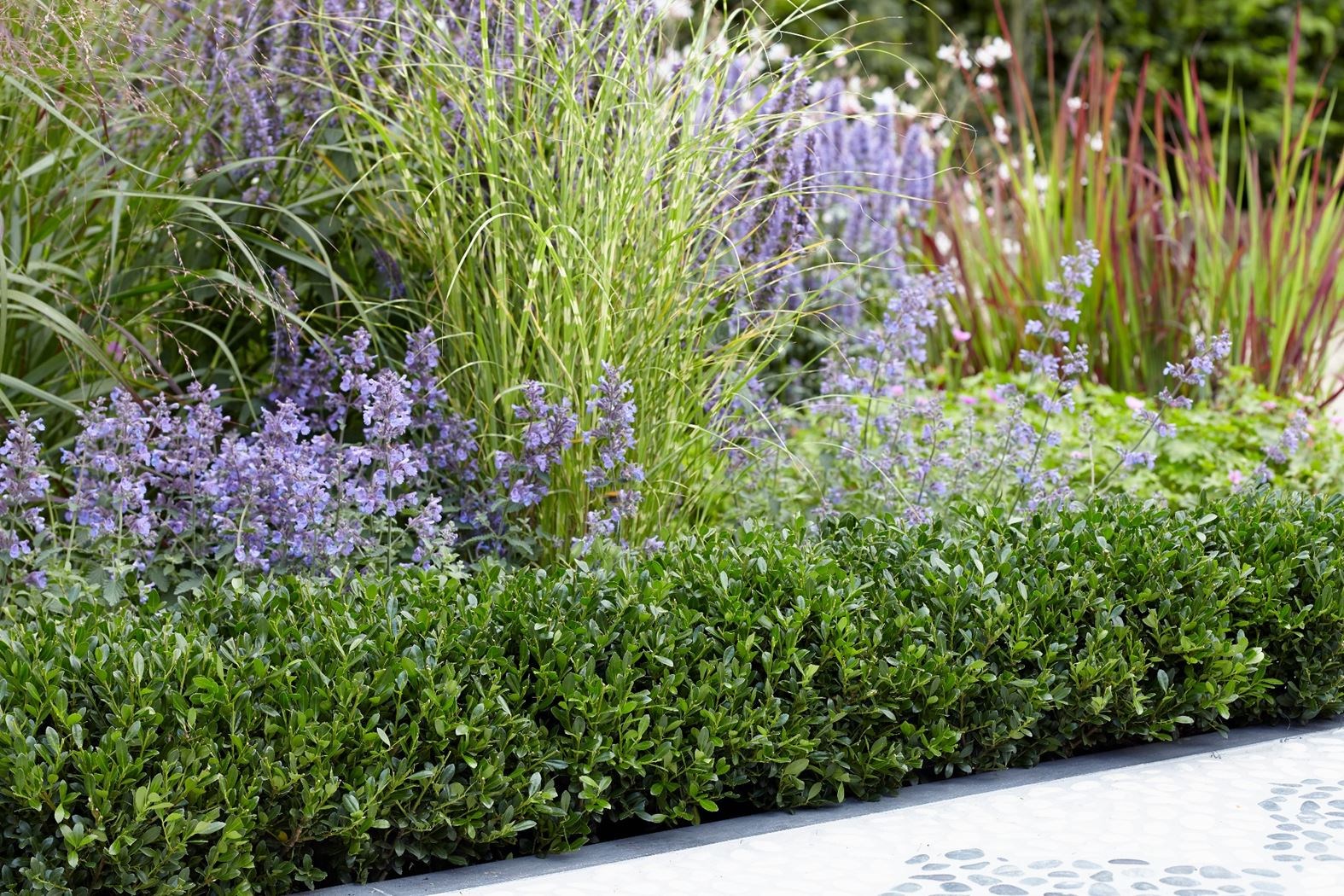 ilex crenata 'luxus'® hedge - Tuincentrum Pelckmans