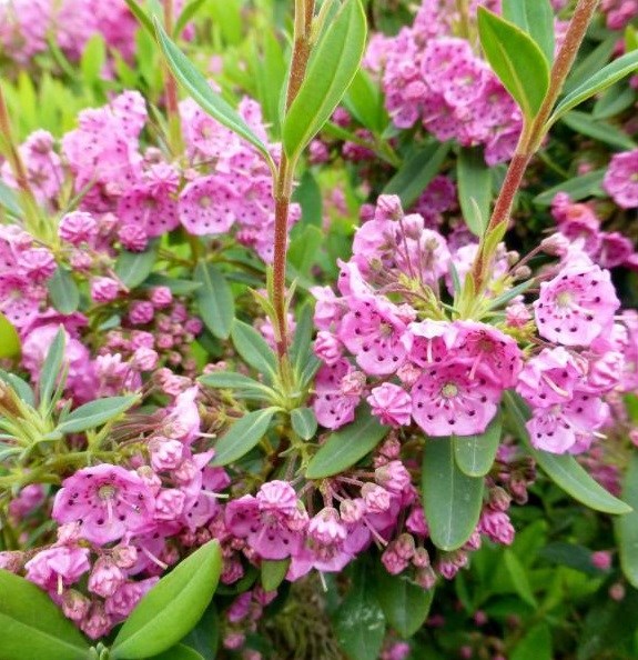kalmia angustifolia 'rubra' - Tuincentrum Pelckmans