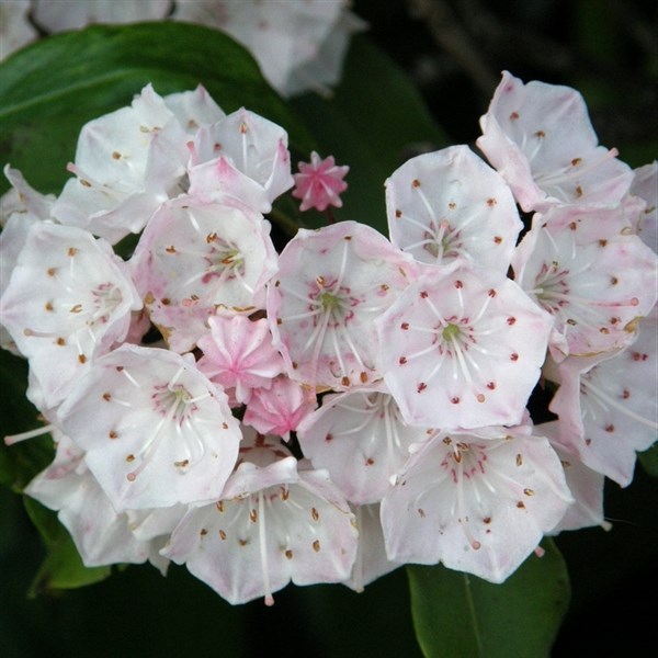 kalmia latifolia 'elf' - Tuincentrum Pelckmans