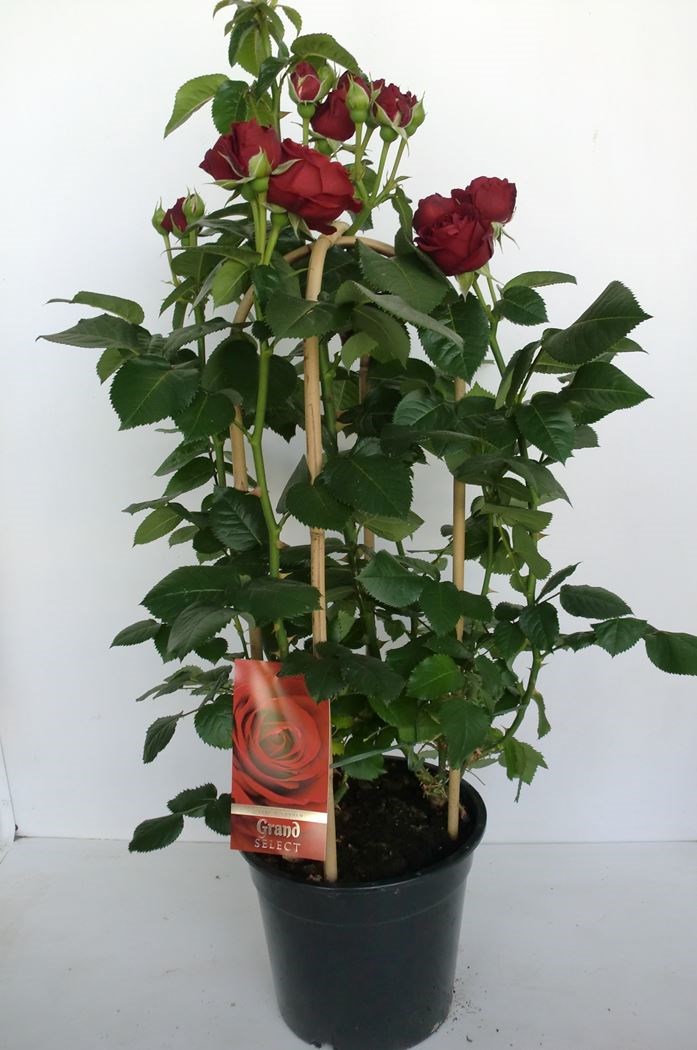 klimroos in soorten - Tuincentrum Pelckmans