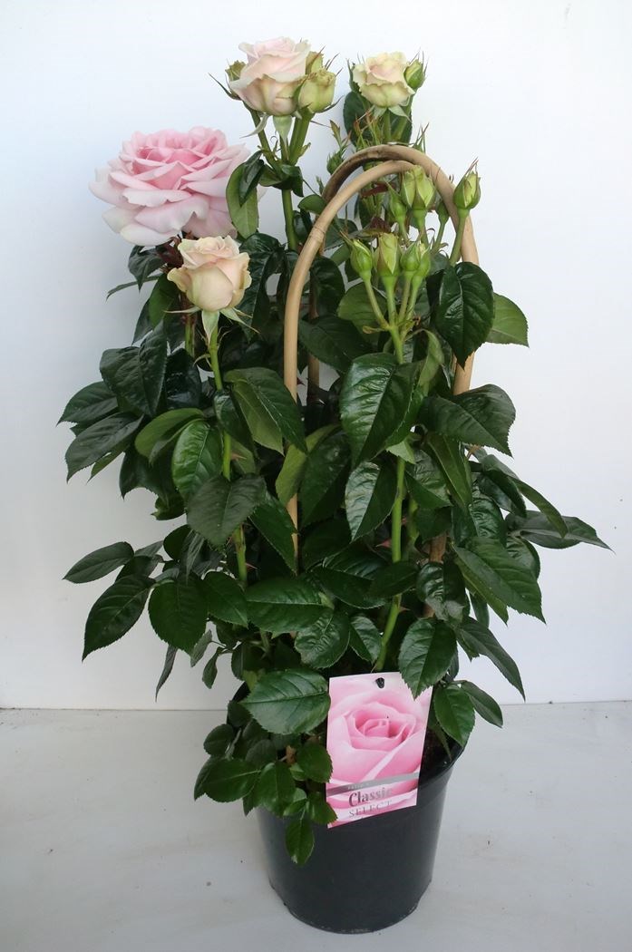 klimroos in soorten - Tuincentrum Pelckmans