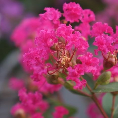 lagerstroemia indica 'with love kiss'® - Tuincentrum Pelckmans