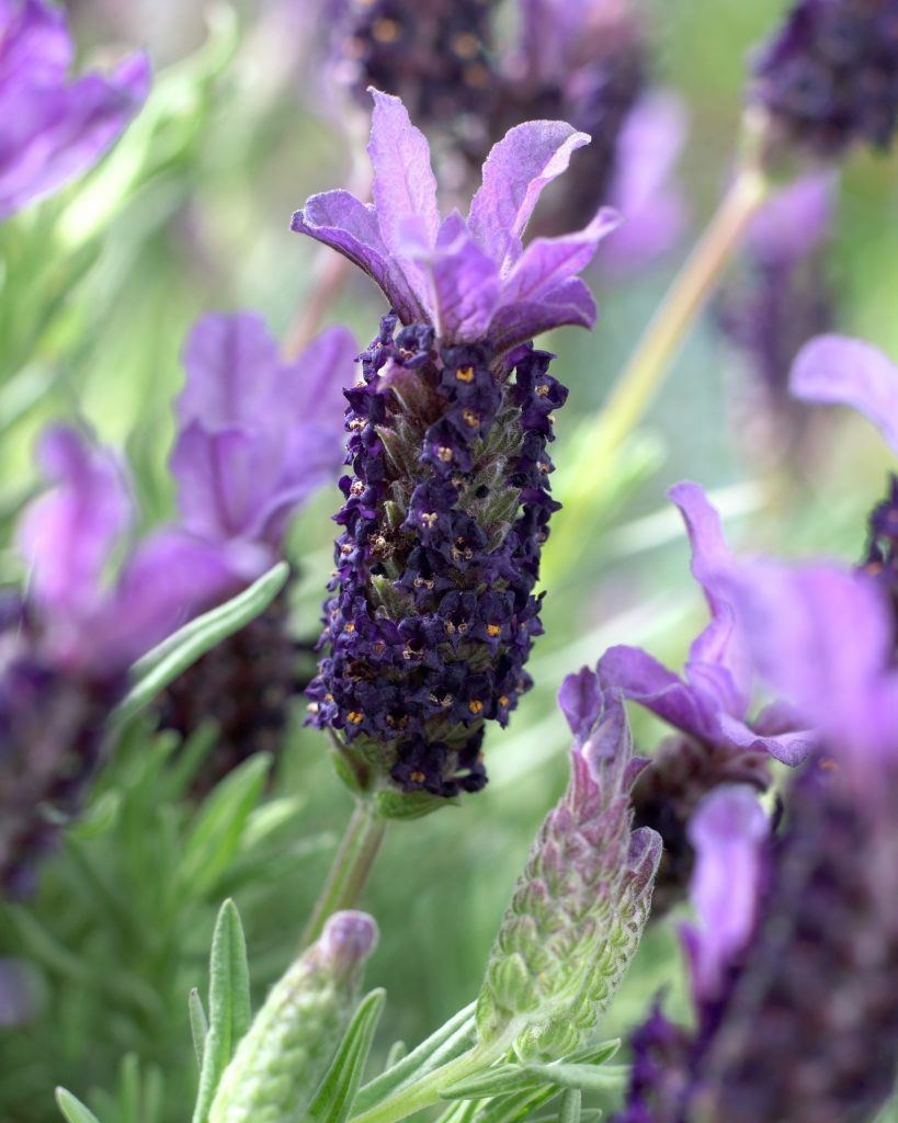 lavandula stoechas 'anouk dark purple'® - Tuincentrum Pelckmans