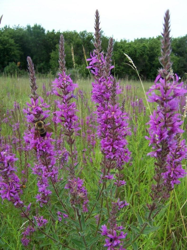 lythrum salicaria - Tuincentrum Pelckmans