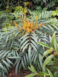 mahonia volcano - Tuincentrum Pelckmans