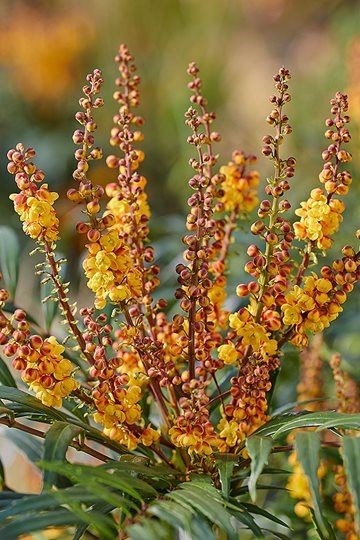 mahonia volcano - Tuincentrum Pelckmans