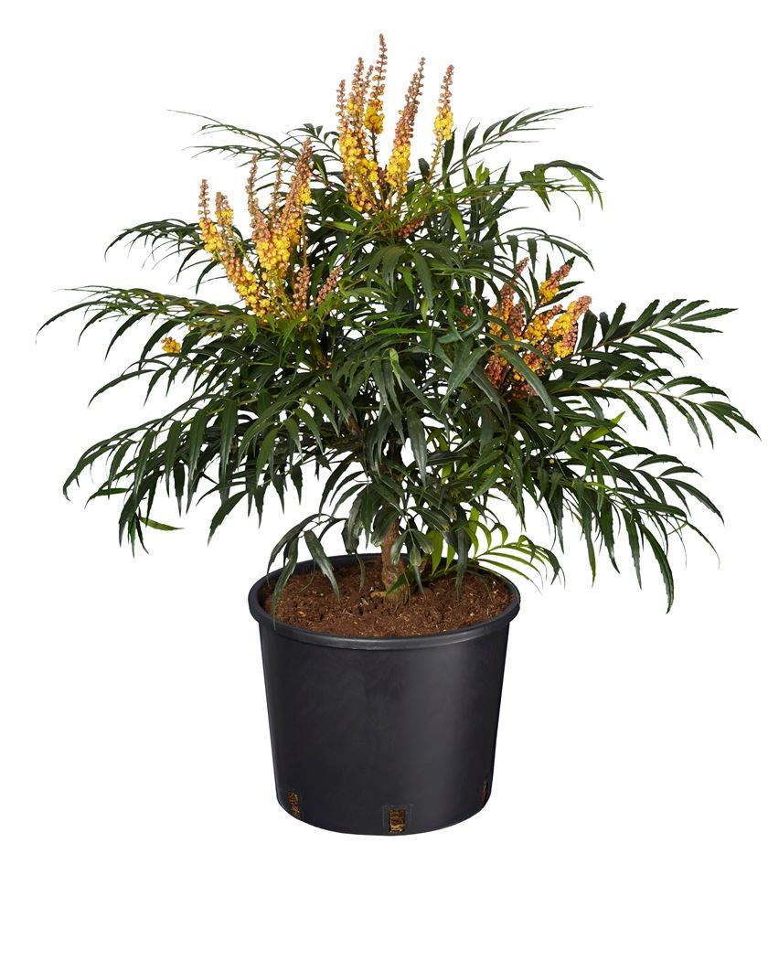 mahonia volcano - Tuincentrum Pelckmans
