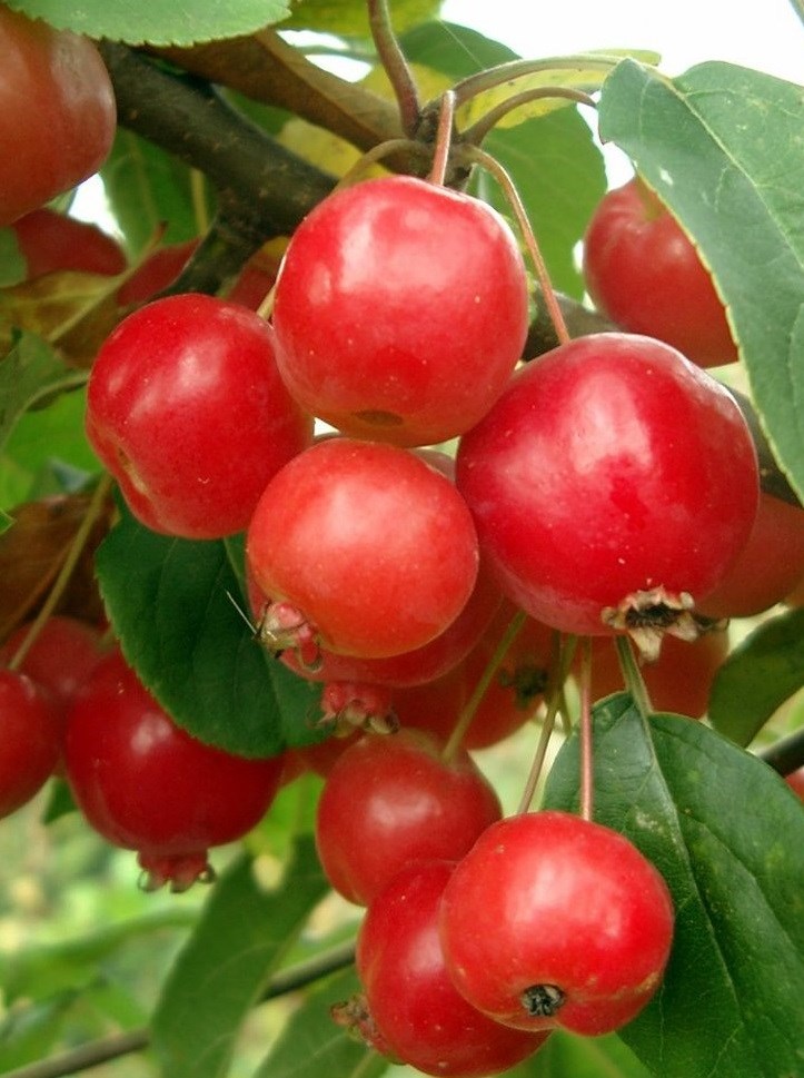 malus 'red sentinel' - Tuincentrum Pelckmans