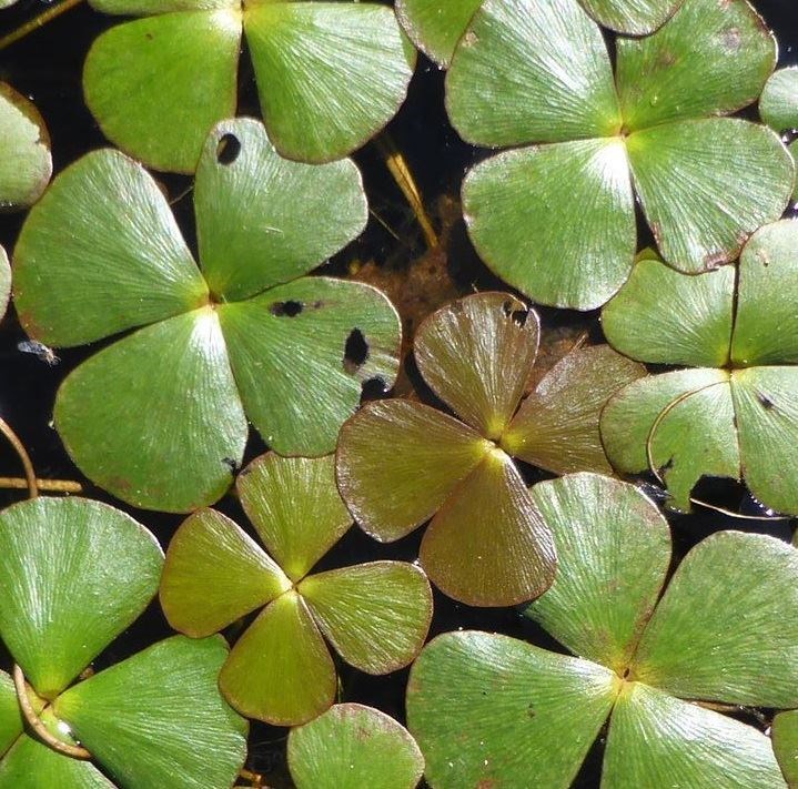 marsilea quadrifolia - Tuincentrum Pelckmans