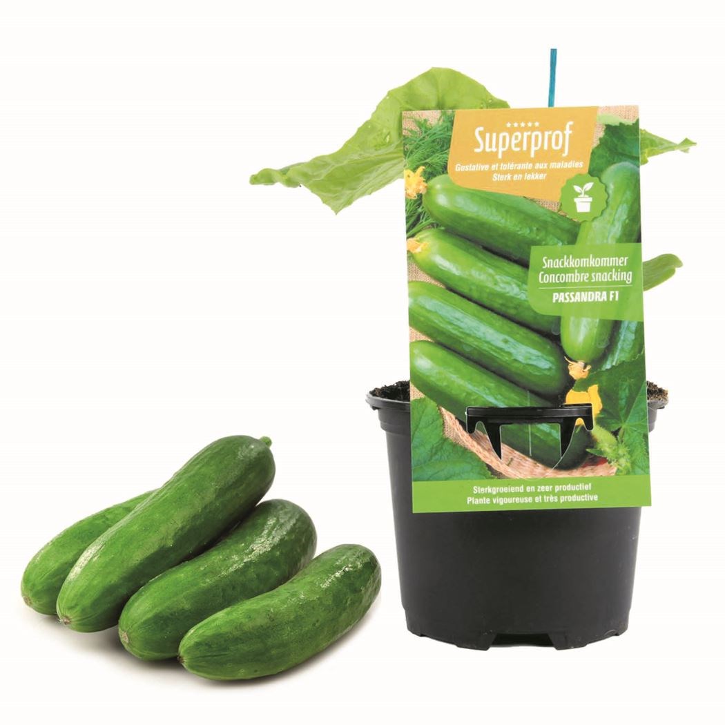 mini-komkommer passandra - Tuincentrum Pelckmans