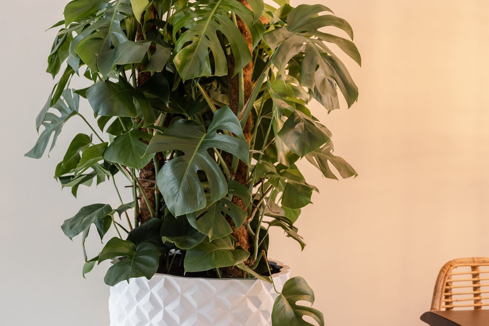 monstera pertusum met mosstok - Tuincentrum Pelckmans