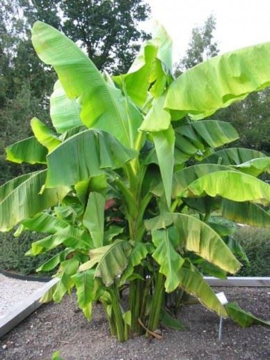 musa basjoo wintervast - Tuincentrum Pelckmans