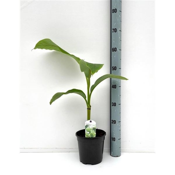 musa basjoo wintervast - Tuincentrum Pelckmans