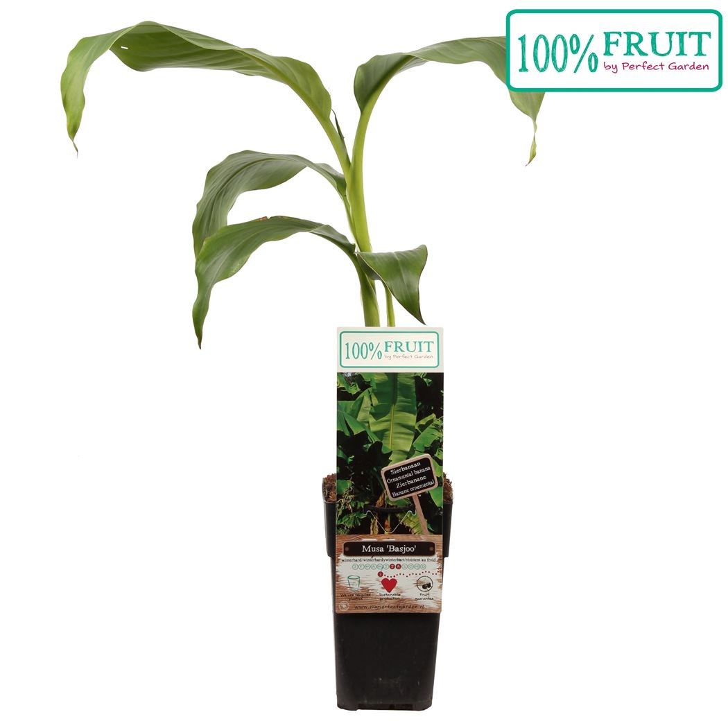 musa basjoo wintervast - Tuincentrum Pelckmans